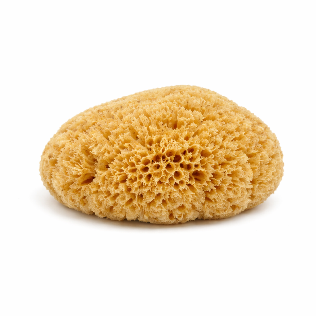 Natural Greek Sea Sponge – Via Coquina